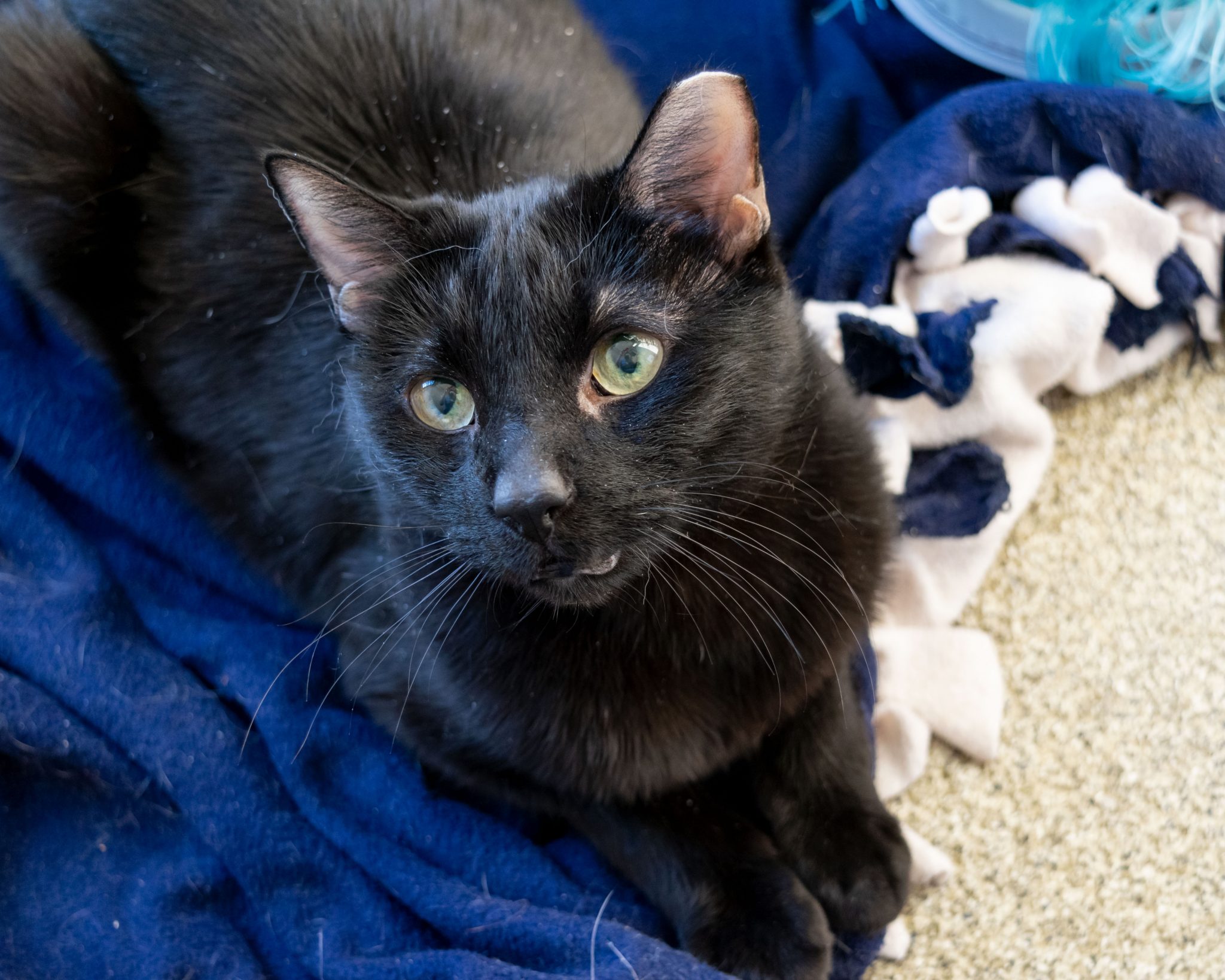 Bandy & Licorish: Socially Conscious Sheltering In Action - Tree House ...