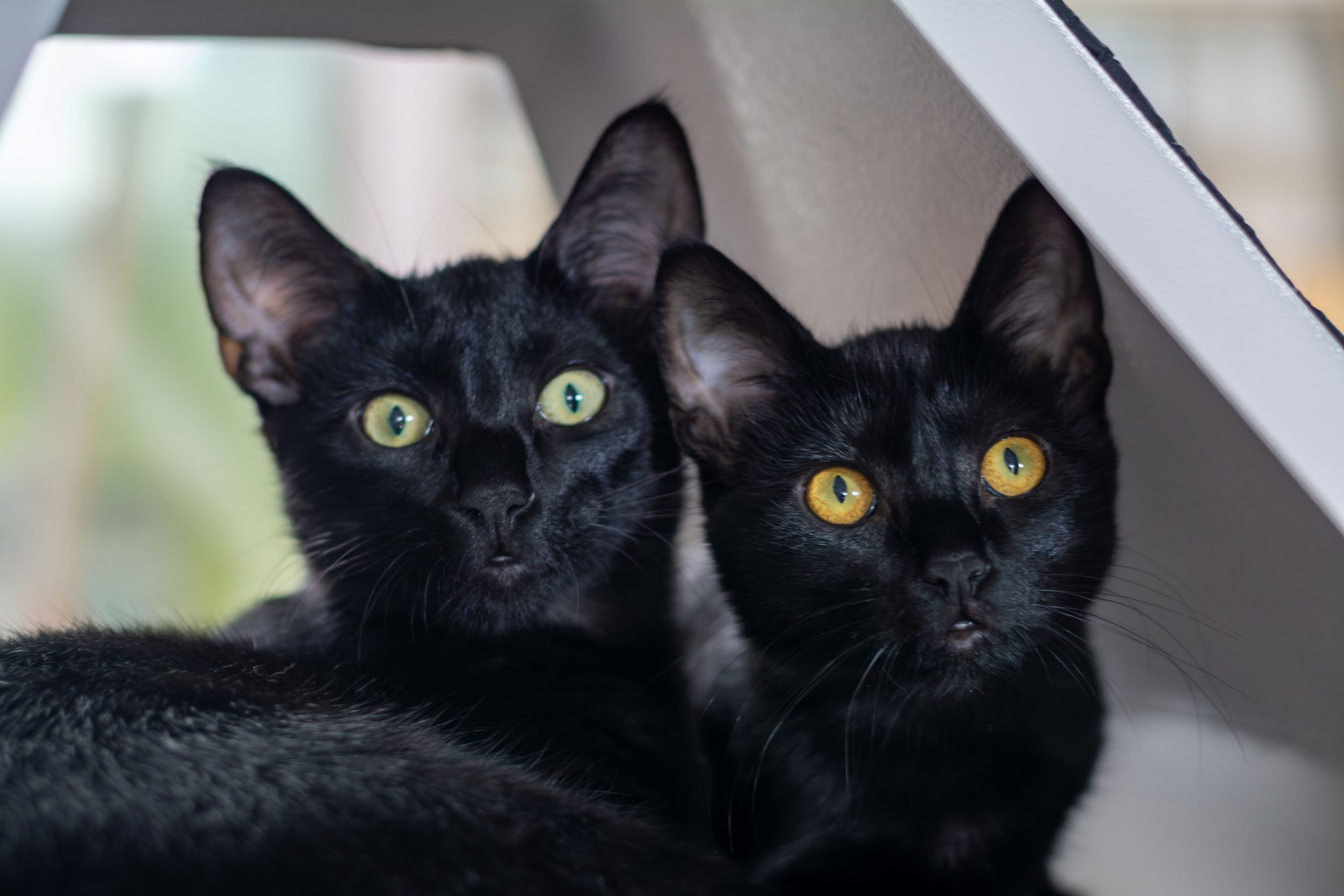 H5N1 - Tree House Humane Society