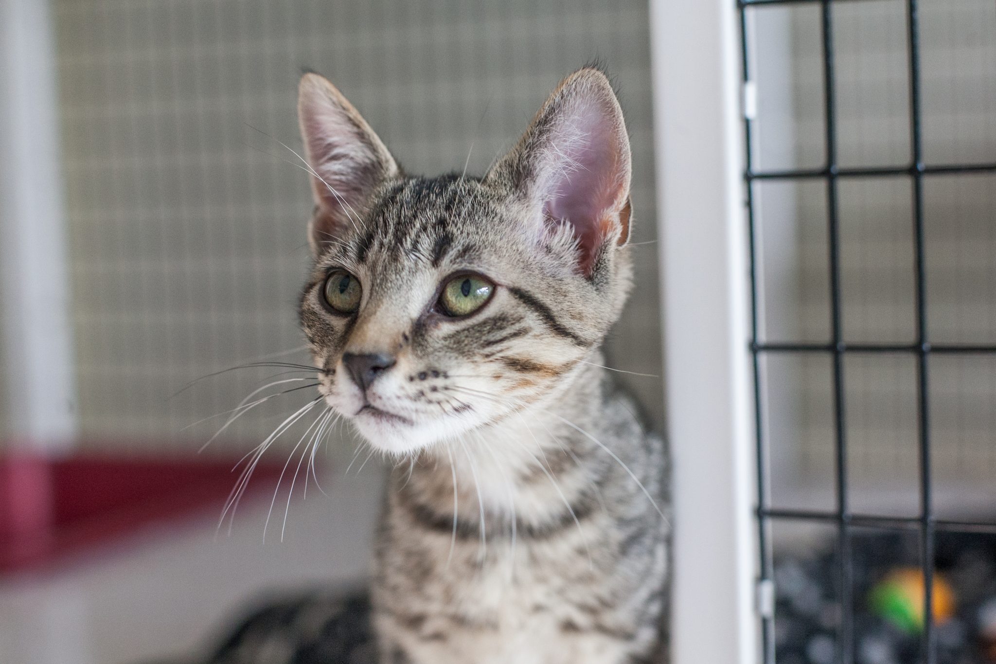 Your Visit - Tree House Humane Society