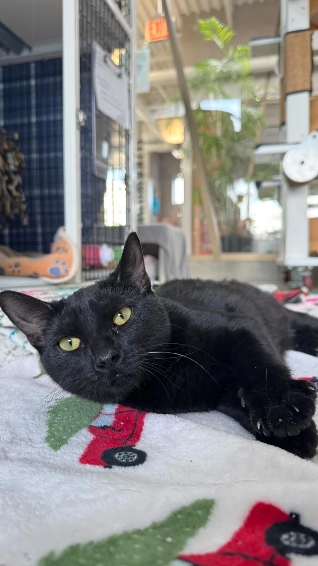 Tree House Humane Society | Ensuring Every Cat Thrives